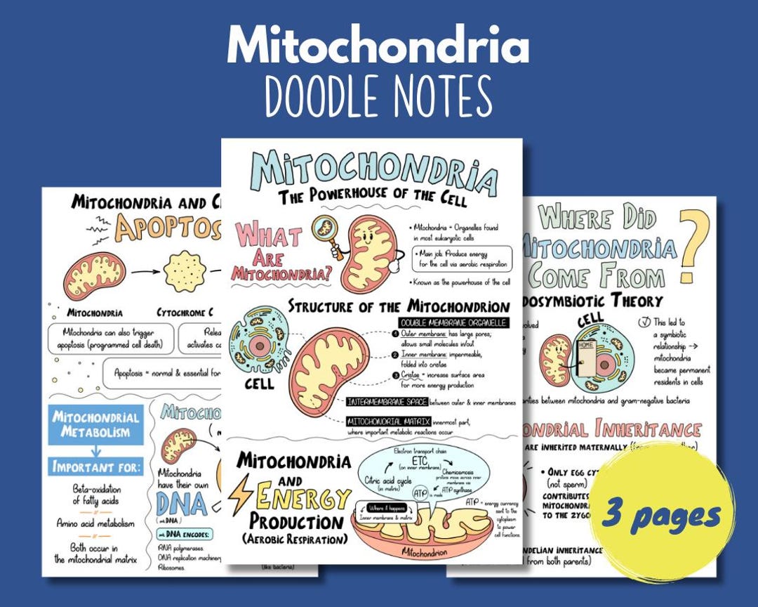 Mitochondria Biology Doodle Notes – Fun & Engaging Printable Study ...