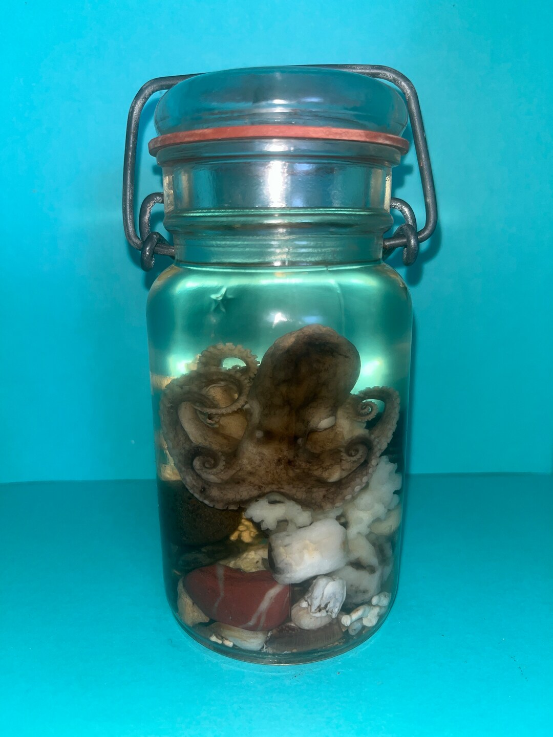 Formalin Fixed Octopus in Atlas Jar With Ocean Bits - Etsy