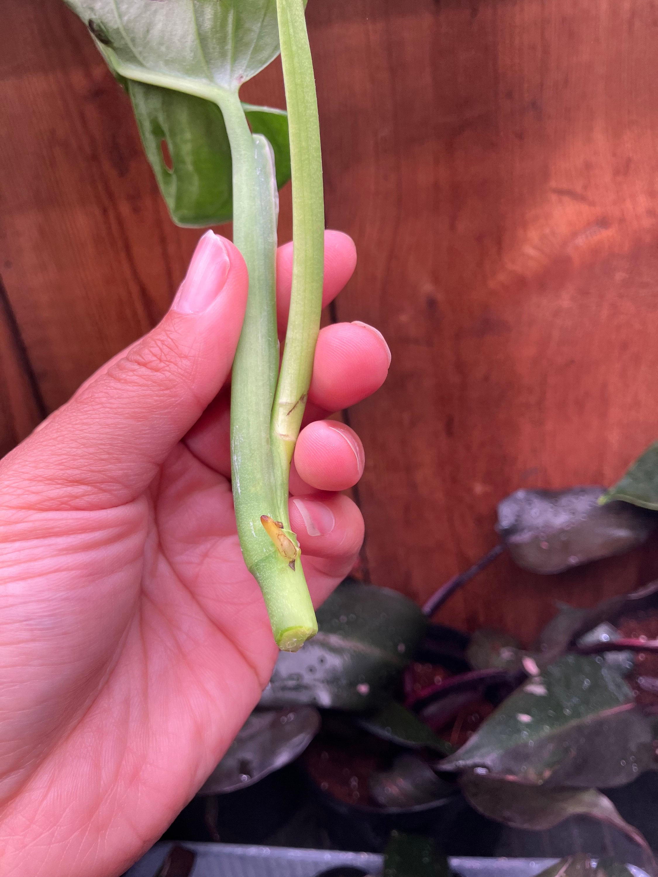 Monstera Adansonii Cutting With Nodes - Etsy