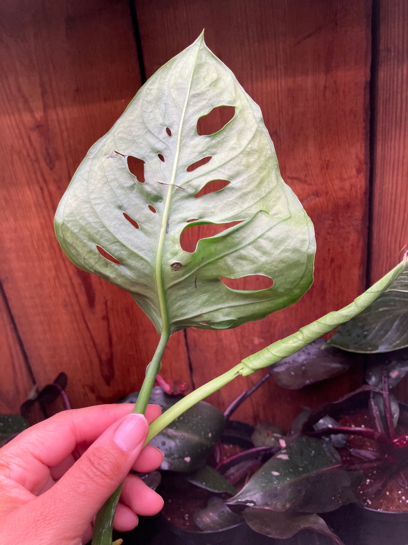 Monstera Adansonii Cutting With Nodes - Etsy