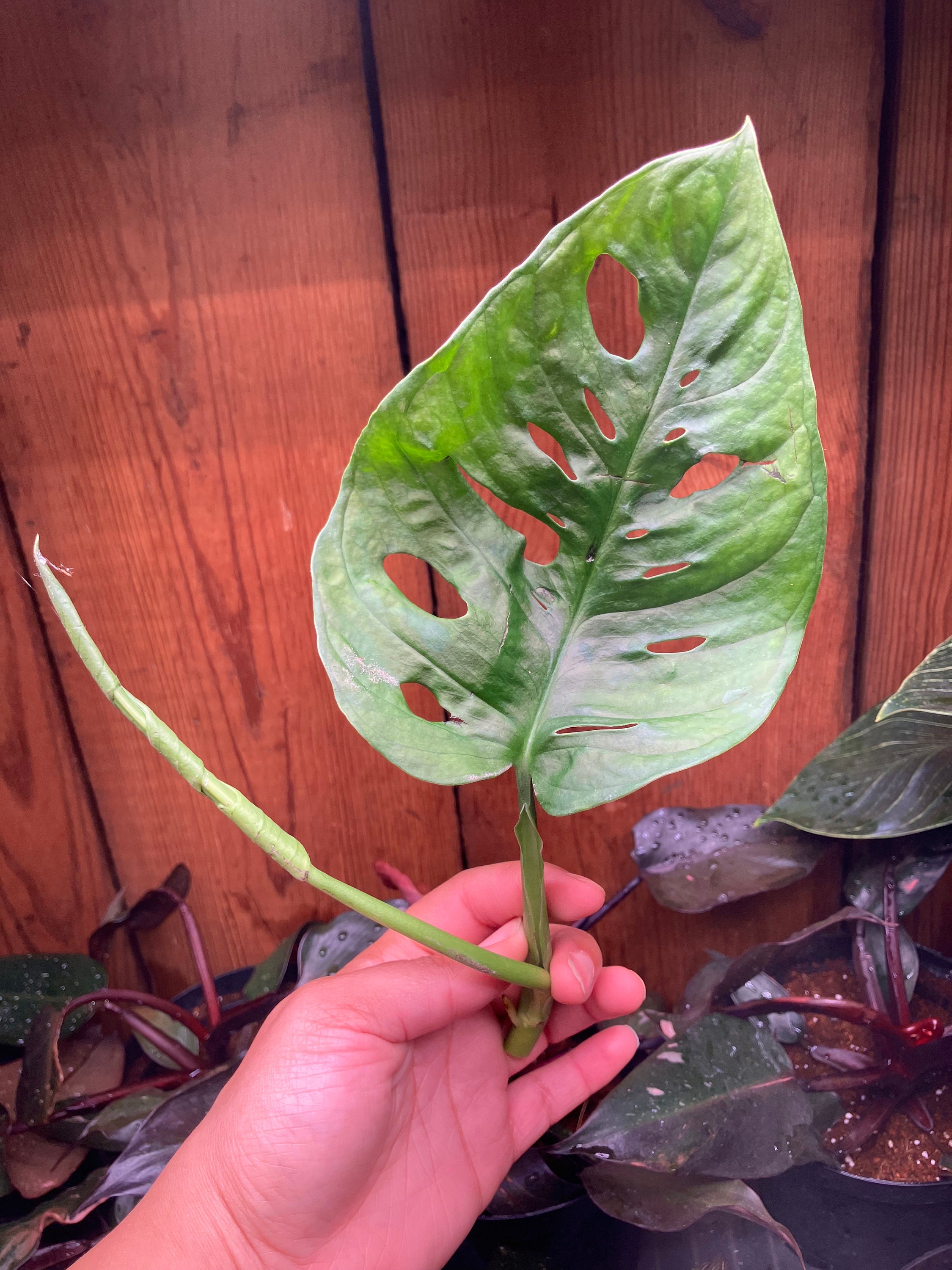 Monstera Adansonii Cutting With Nodes - Etsy