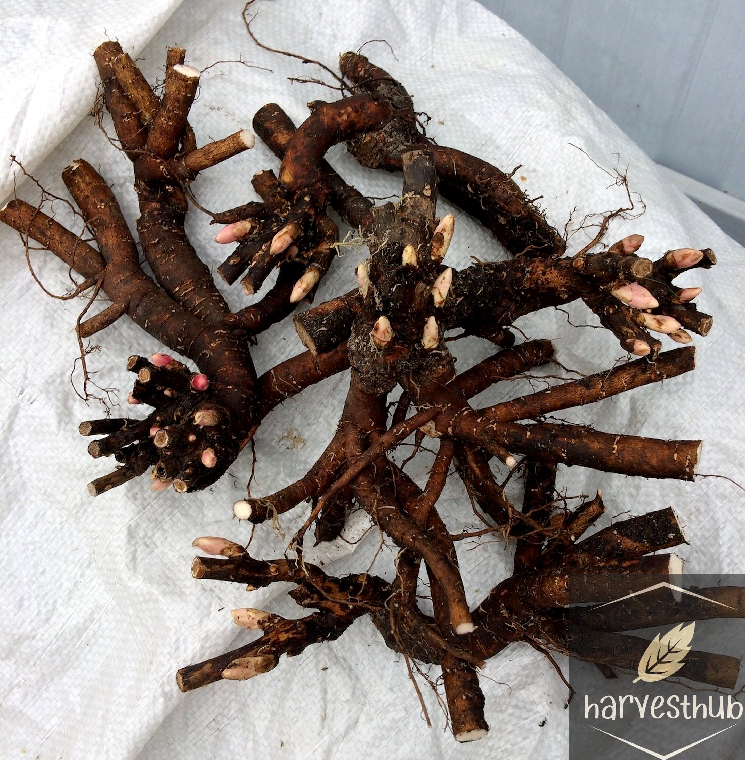 Peony Amabilis Bare Roots - Etsy