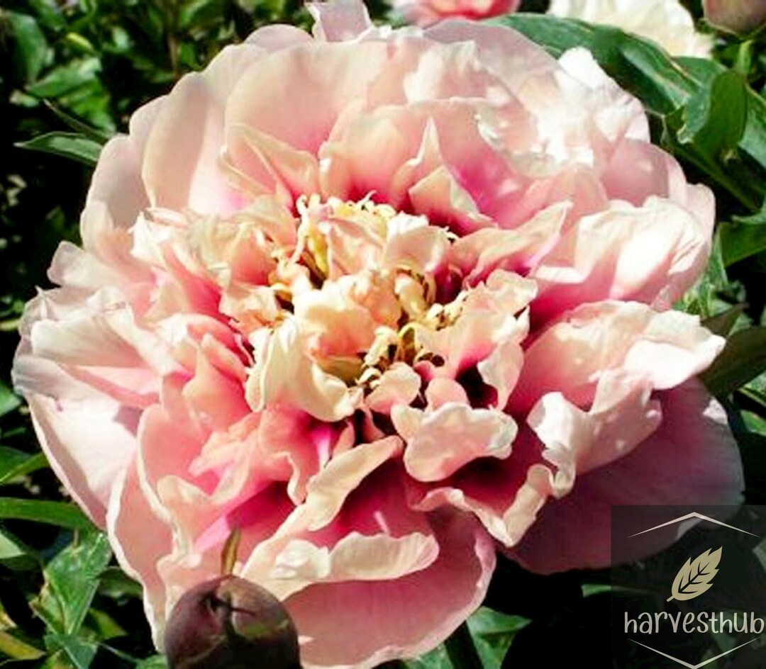 Peony Caroline Constabel Bare Roots - Etsy