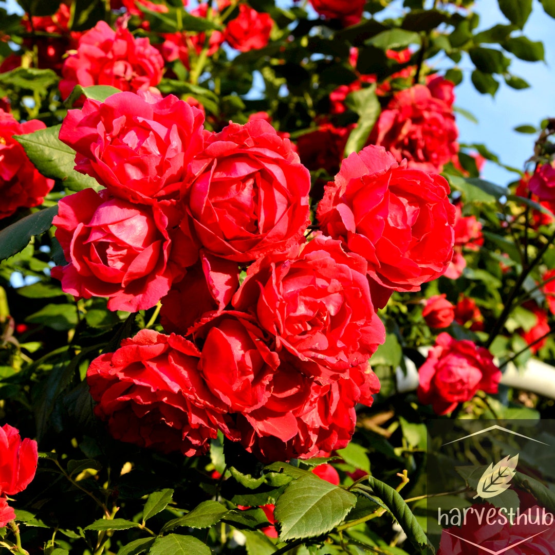 Rose Pauls Scarlet Climber Bare Roots - Etsy