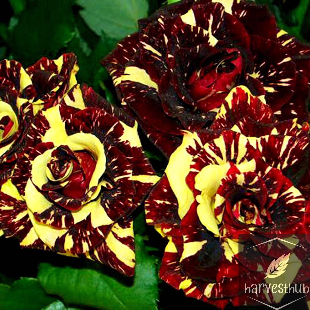 Rose Hocus Pocus Bare Roots - Etsy