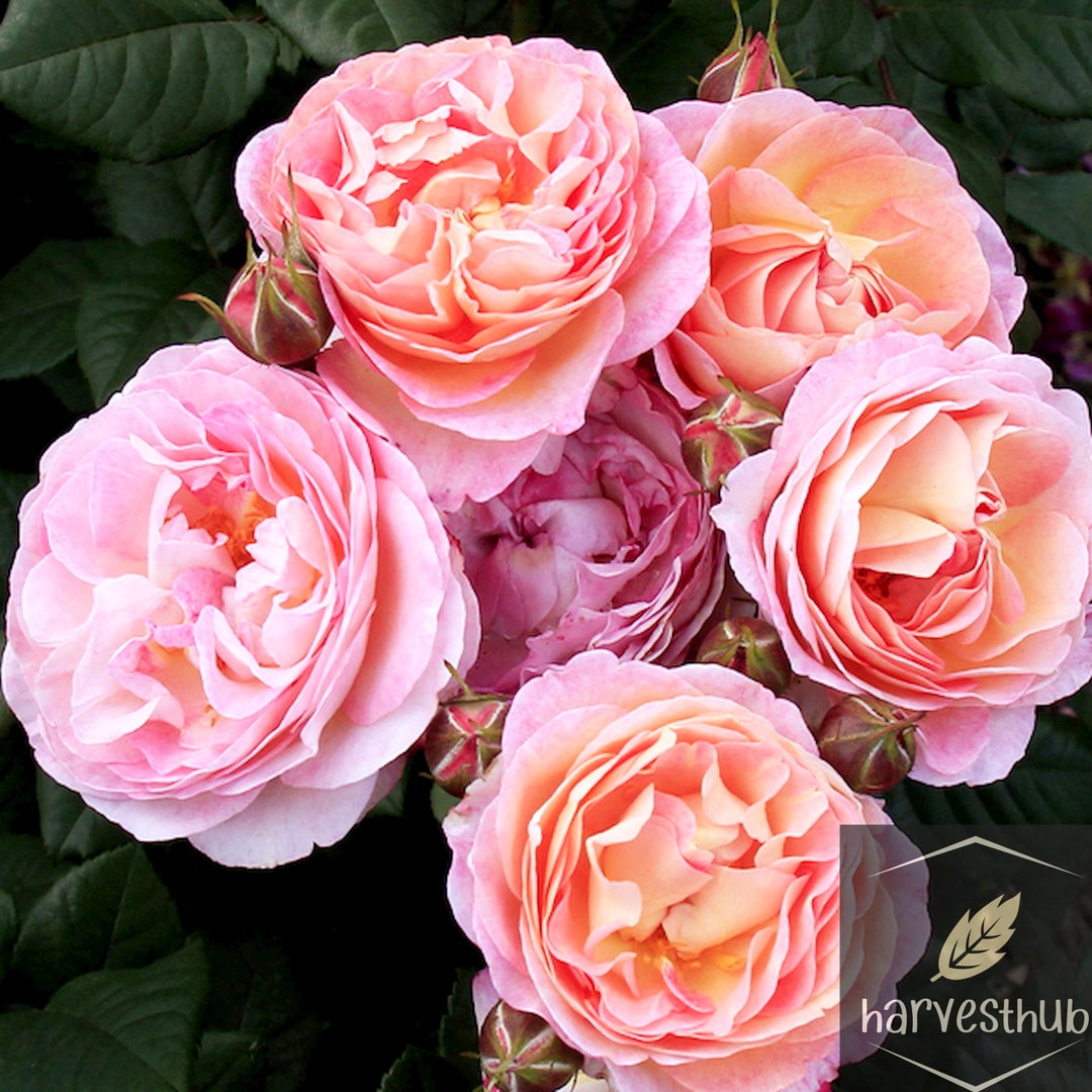 Rose Mme De Stael Bare Roots - Etsy