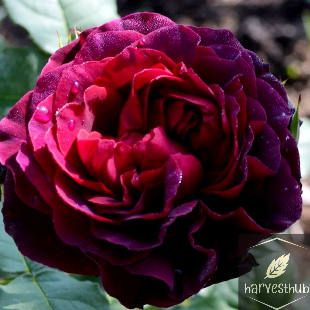 Rose the Prince Bare Roots - Etsy