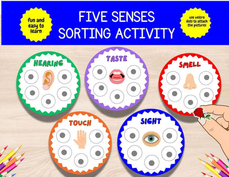 Five Senses Sorting Activity -5 Senses Sorting, Busy Book , Toddler ...