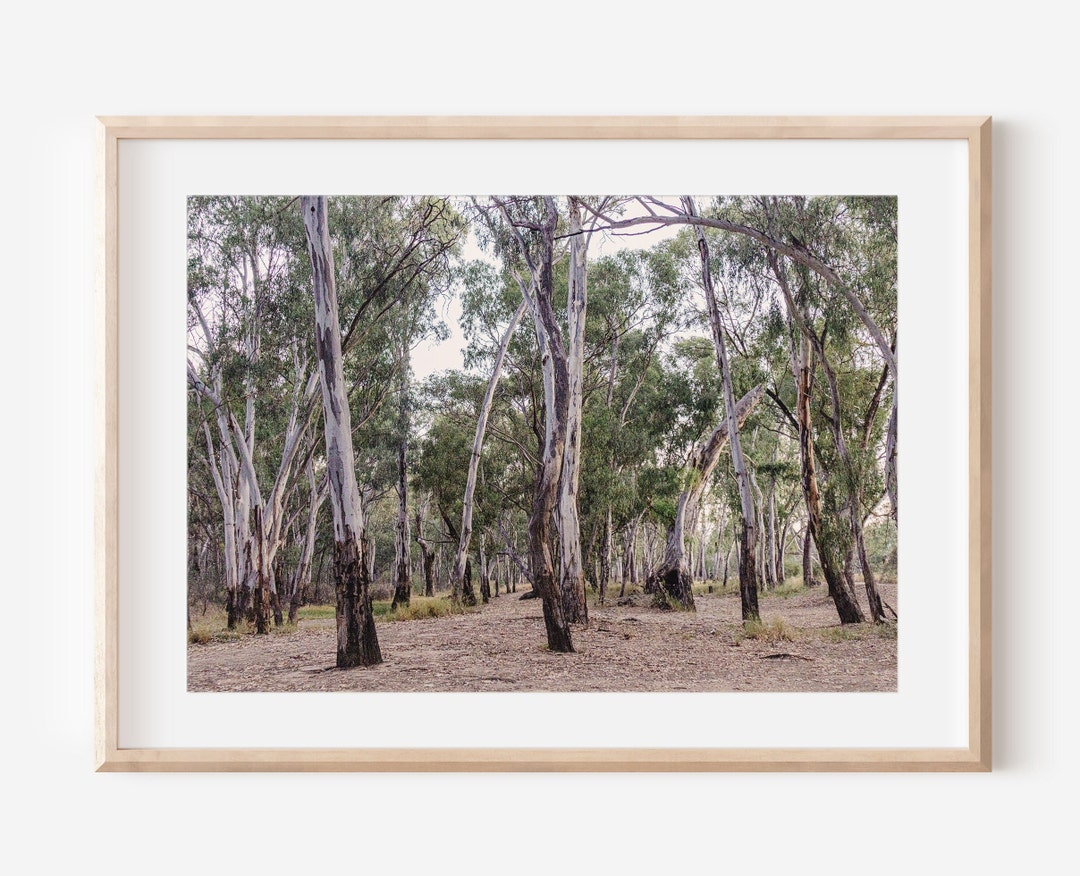 Australian Bush Landscape Photography | Digital Print | Home Decor ...