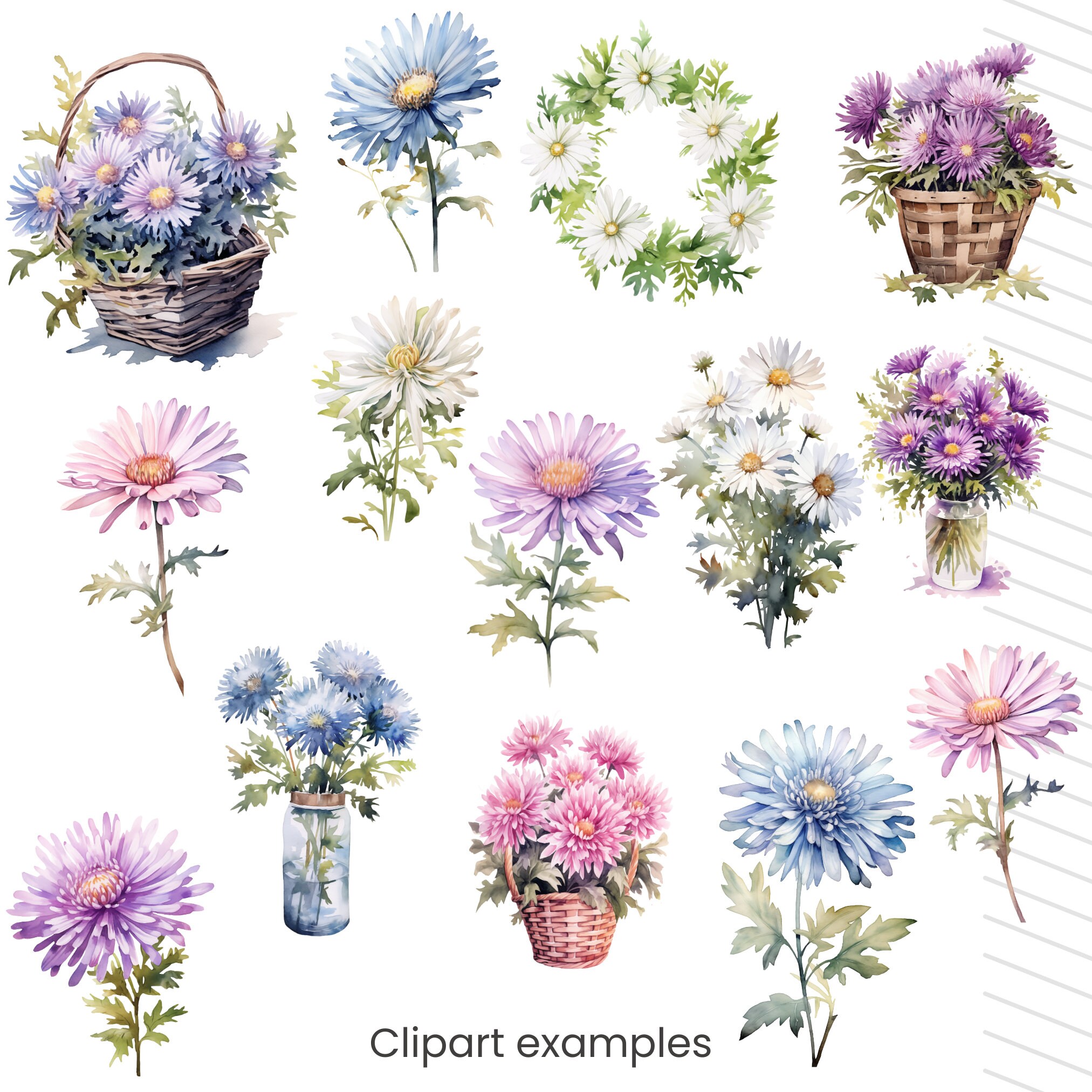 Aster Clipart Flower Bundle Png,digital Download,commercial Use,floral ...