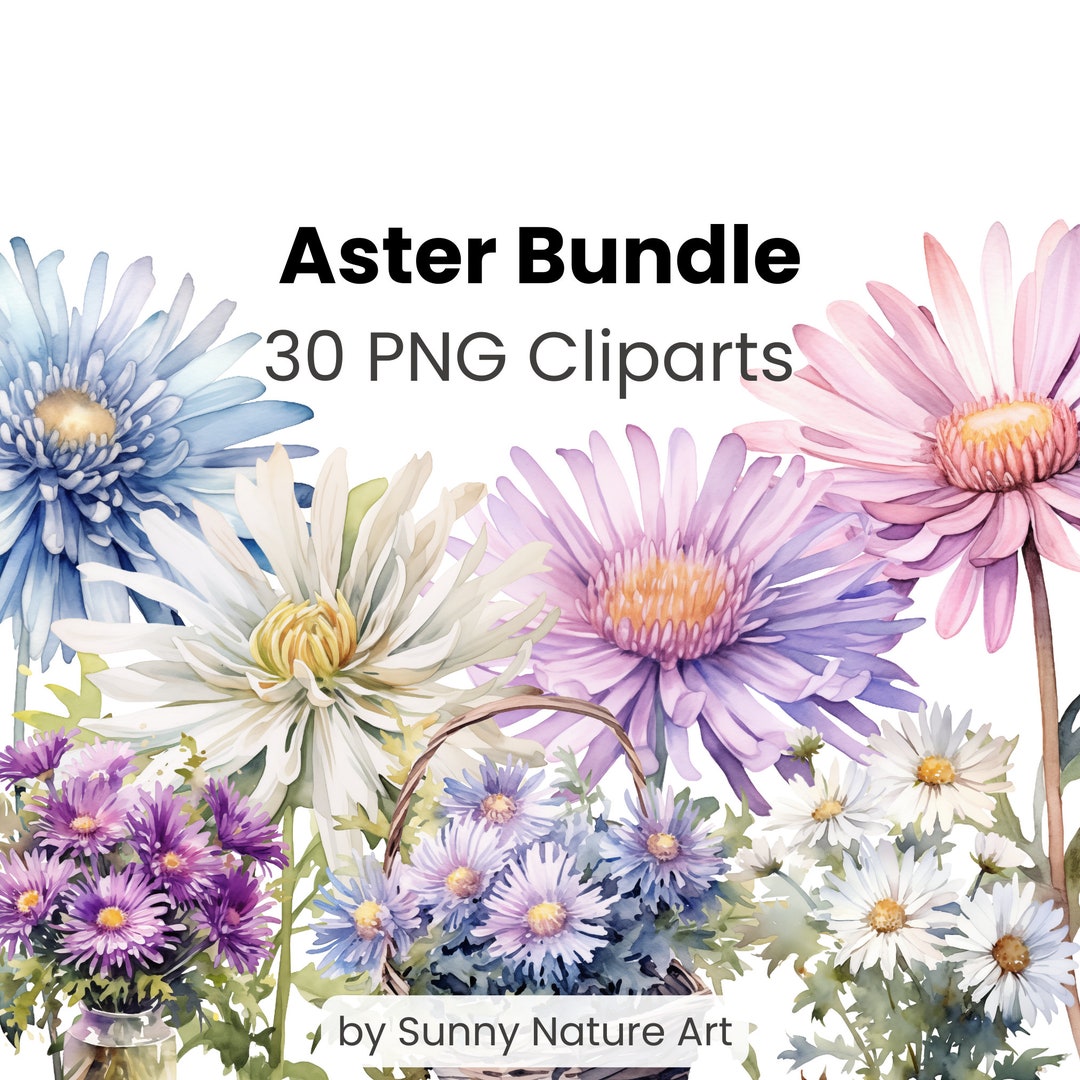 Aster Clipart Flower Bundle Png,digital Download,commercial Use,floral ...