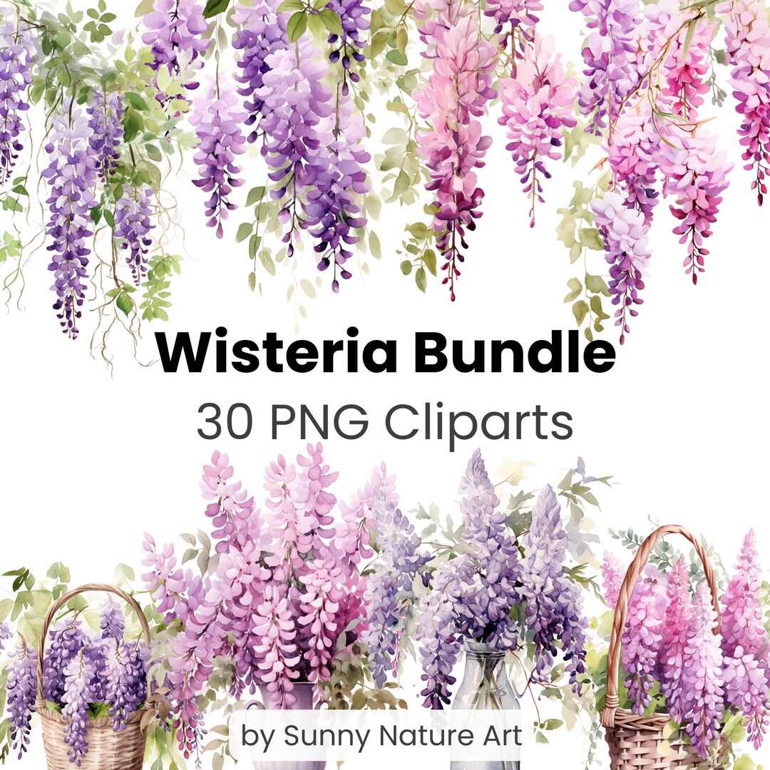 Wisteria Clipart Flower Bundle PNG, Digital Download, for Commercial ...