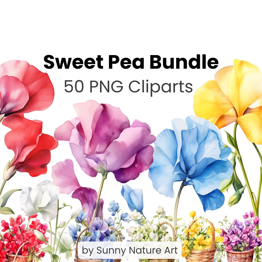 Sweet Pea Clipart Flower Bundle Png,digital Download,commercial Use ...