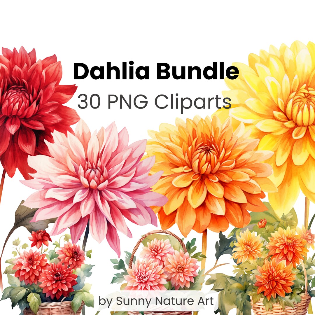 Dahlia Clipart Flower Bundle Png,digital Download,commercial Use,floral ...