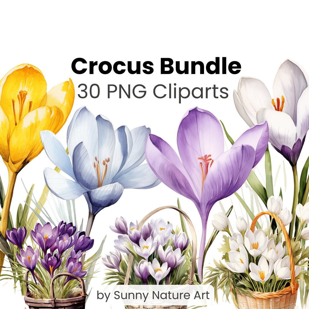 Crocus Clipart Flower Bundle Png,digital Download,commercial Use,floral ...