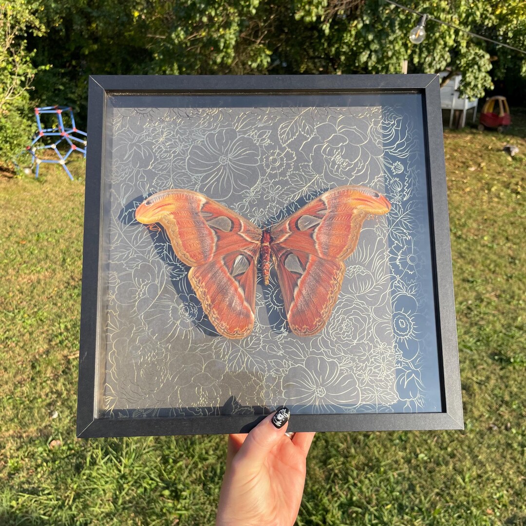 REAL Atlas Moth Framed - Etsy