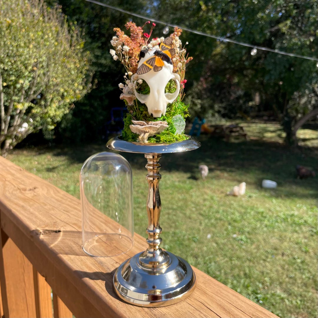 REAL Orange Butterfly Cicada W/ Resin Cat Skull Candlestick 6” Dome ...