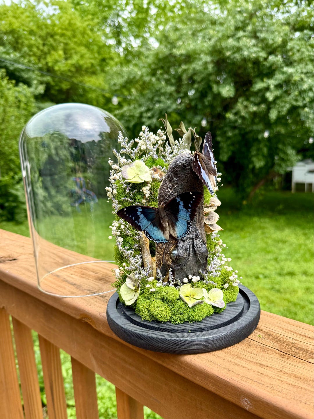 REAL Alligator Head W/ Prepona Butterflies Display - 10.5” Dome - Etsy