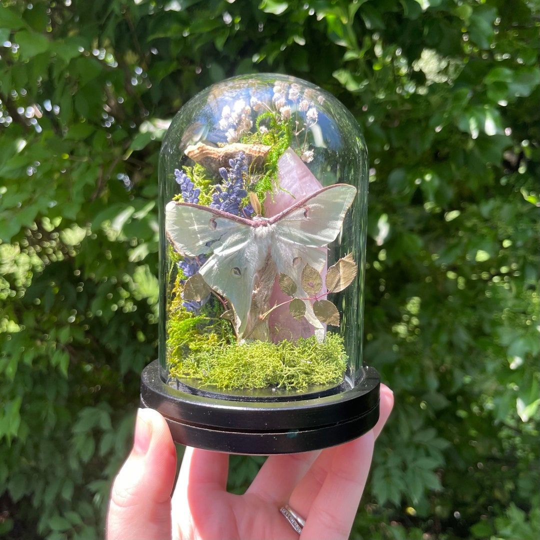 REAL Luna Moth With Rose Quartz Crystal Tower 5 Dome - Etsy