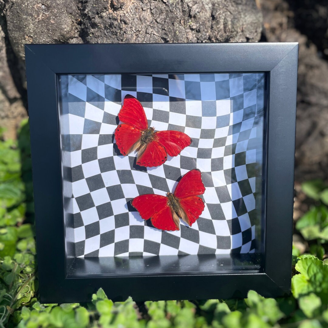 REAL Blood Red Glider Butterflies Framed/spread - Etsy