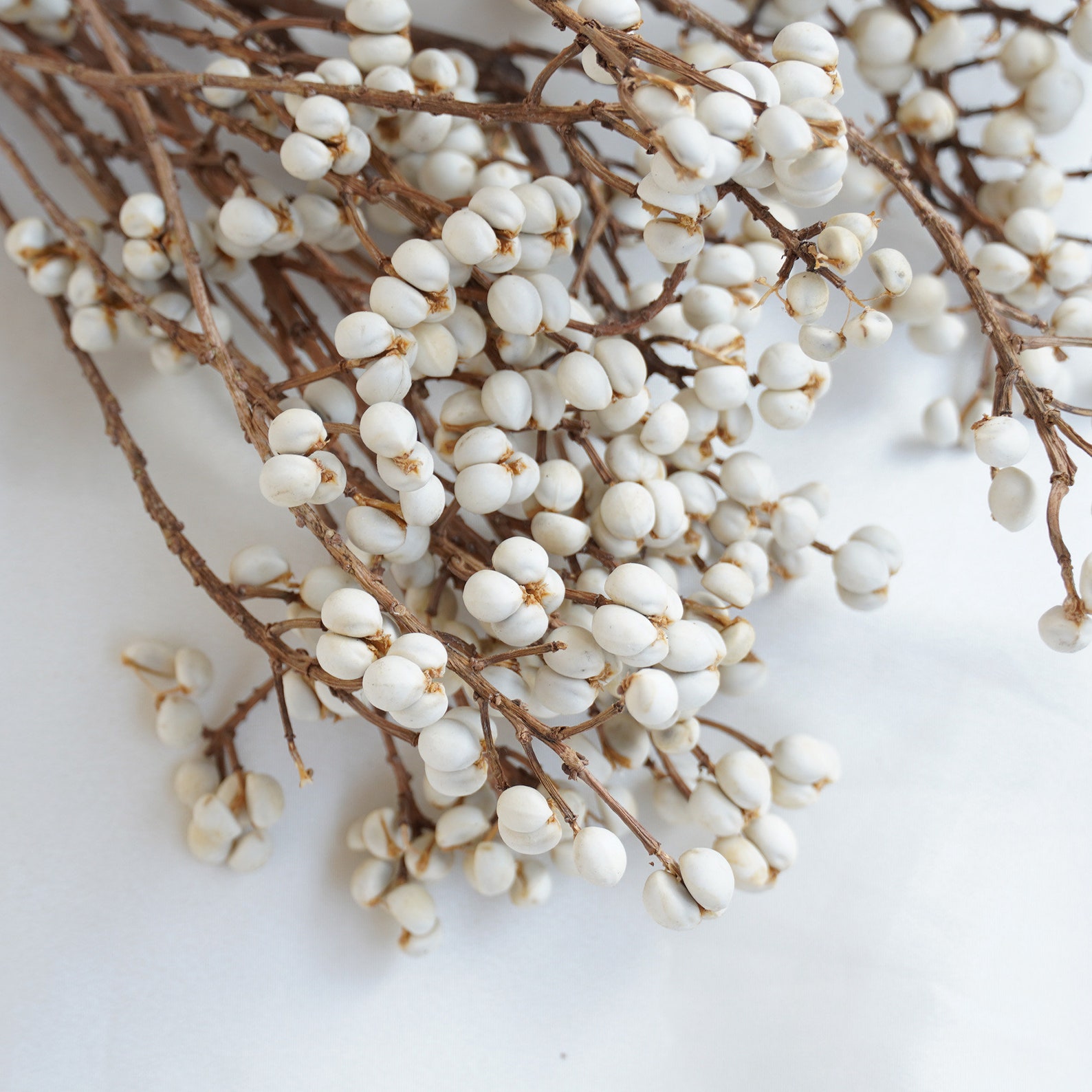 Tallow Berries as a Sustainable Alternative in Décor - Driedero