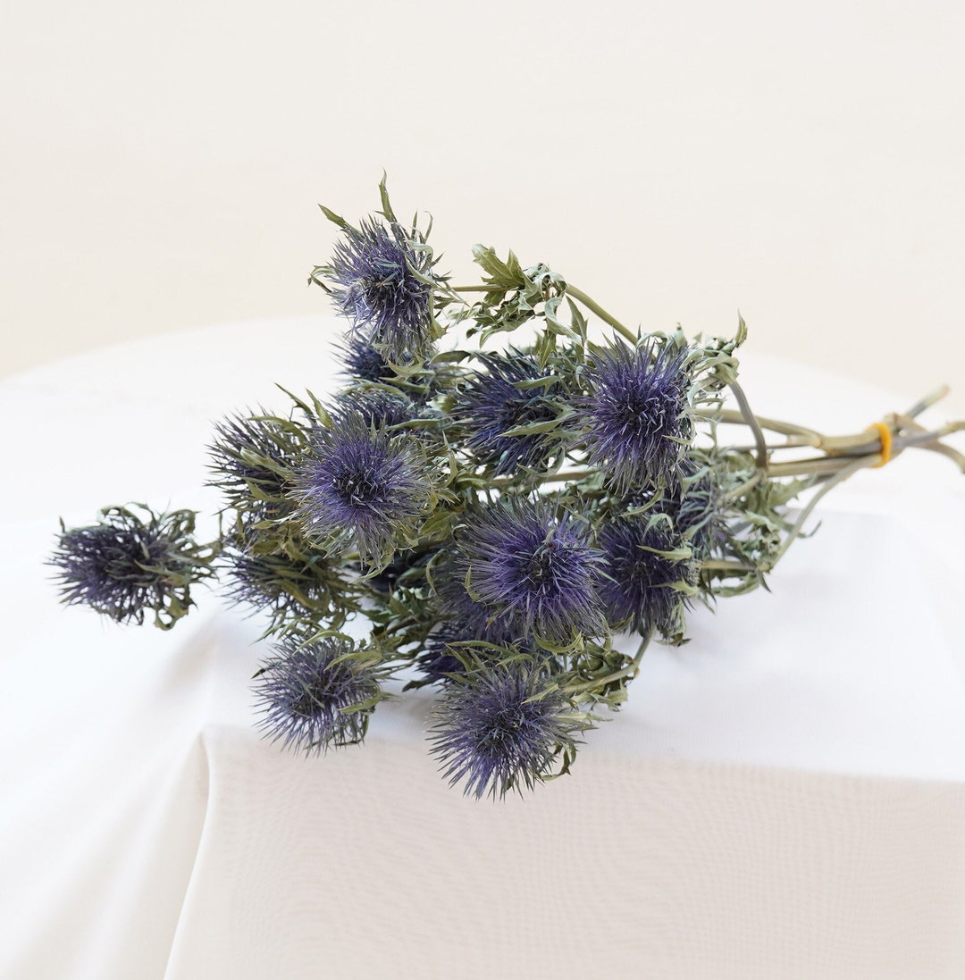 Dried Thistle Flower,dried Flowers Arrangement,floral Craft Materials ...