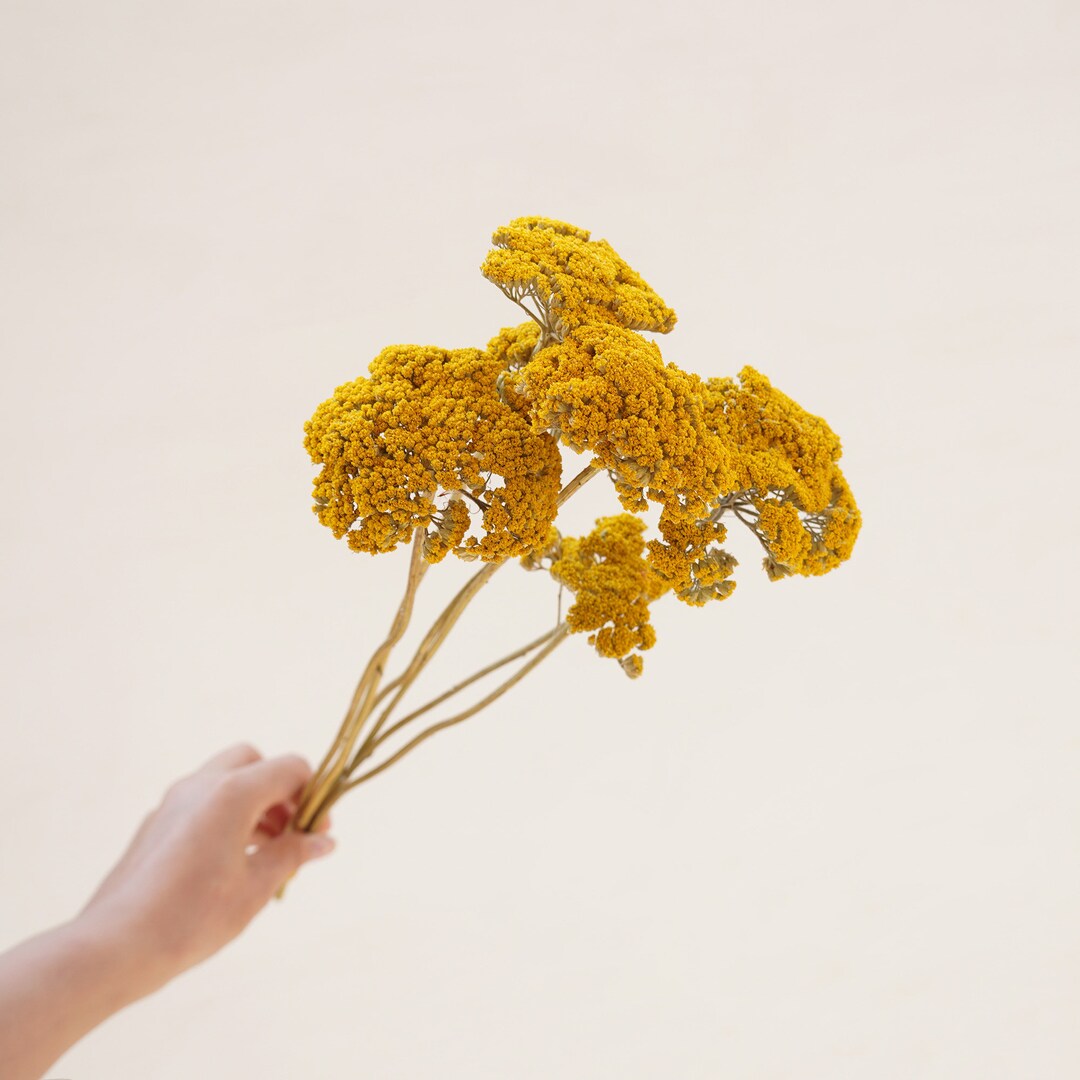 Dried Flowers Yarrow Bunch,diy Craft Supply,home Decor - Etsy