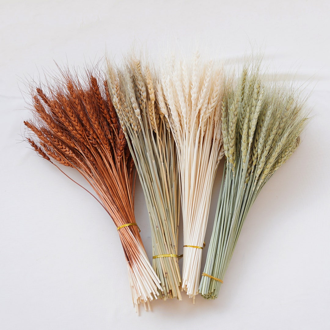 Dried Wheat Natural Bunch ,dried Flowers Ear of Wheat Bouquet,diy Craft ...