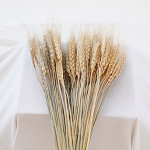 Dried Wheat Natural Bunch ,dried Flowers Ear of Wheat Bouquet,diy Craft ...