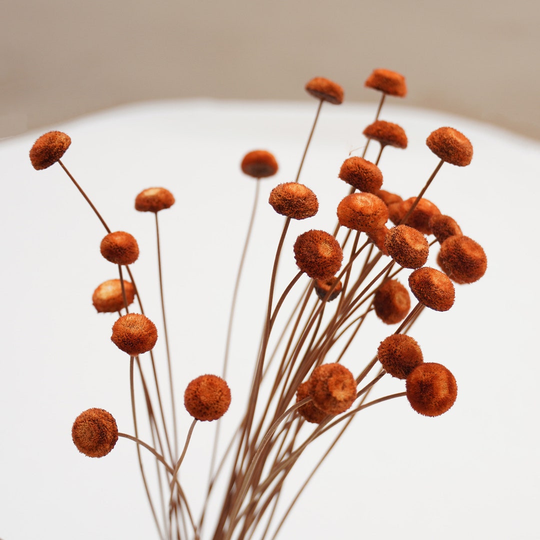 Dried Floral Button Flowers，dried Flowers,dried Flowers Arrangement,diy ...