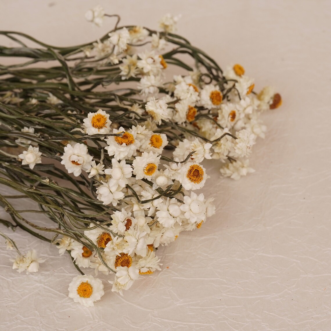 Dried White Daisies ,dried Daisy Bunch ,natural Chrysanthemum - Etsy