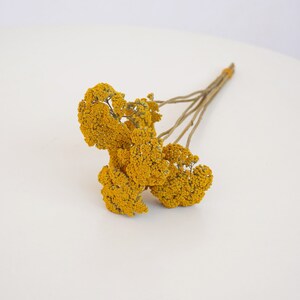 Dried Flowers Yarrow Bunch,diy Craft Supply,home Decor - Etsy