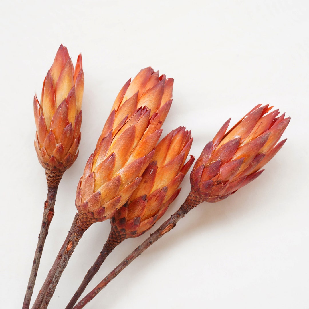 Protea Rot, Dried Protea,natural Dried Flower Decoration,diy Craft ...