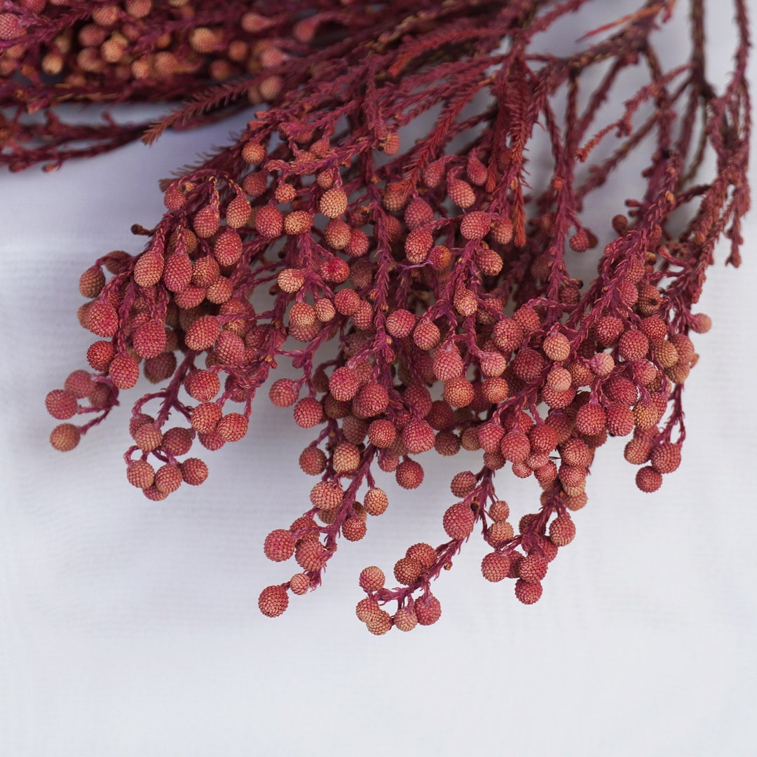Dried Coral Flower Bunch,dried Flowers Bouquet,dried Flowers,bouquet ...
