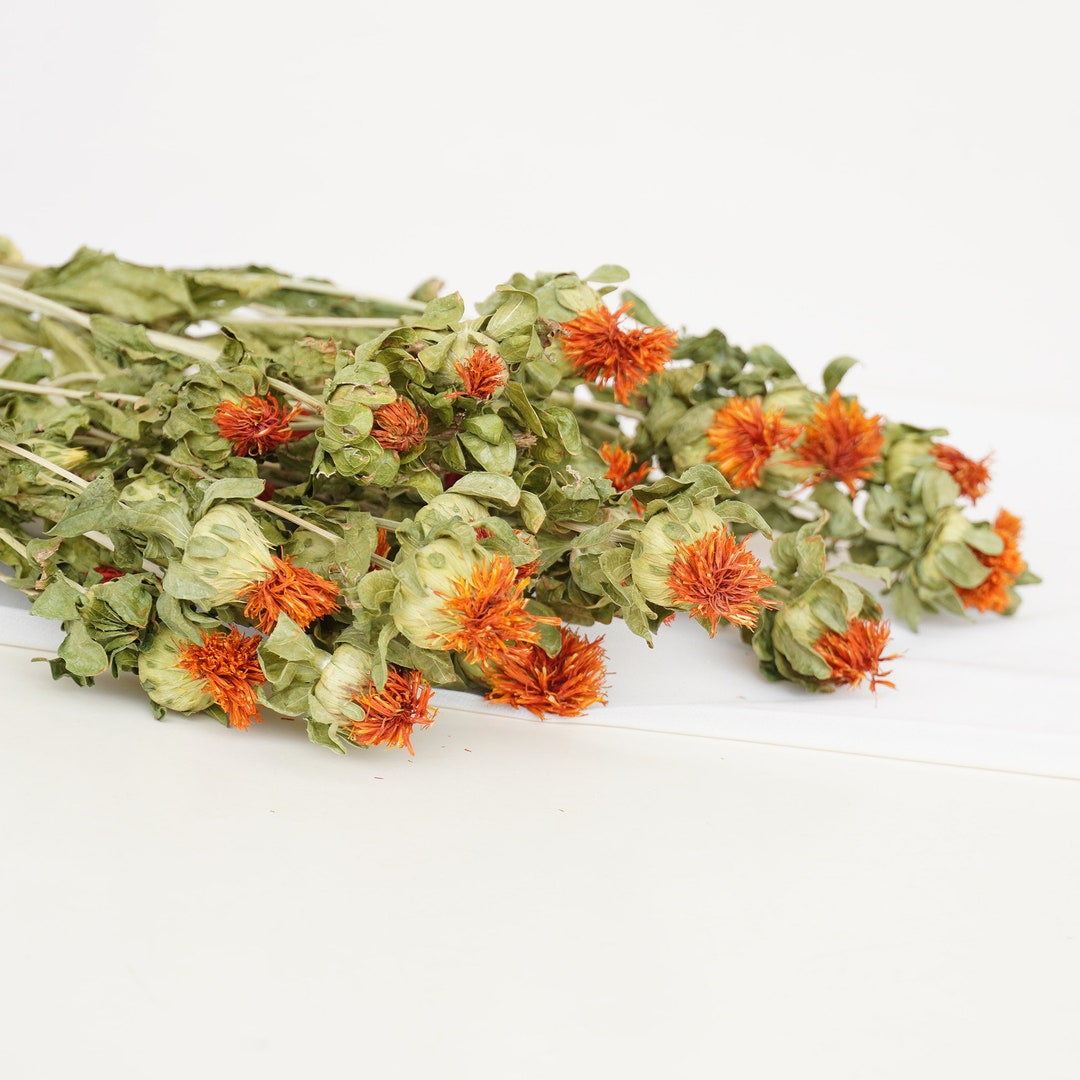Safflower Dried Carthamus Orange Dried Flowers Bunc,dried Safflower ...