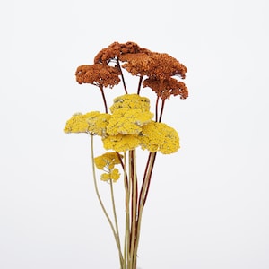 Dried Flowers Yarrow Bunch,diy Craft Supply,home Decor - Etsy