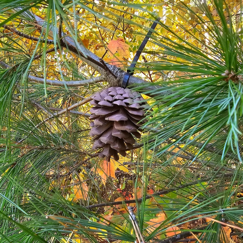 Realistic Pinecone Geocache Container Gift for Geocacher Friend ...