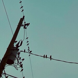 Powerlines and Birds Digital Download Print, Birds Sky Wall Art Decor ...