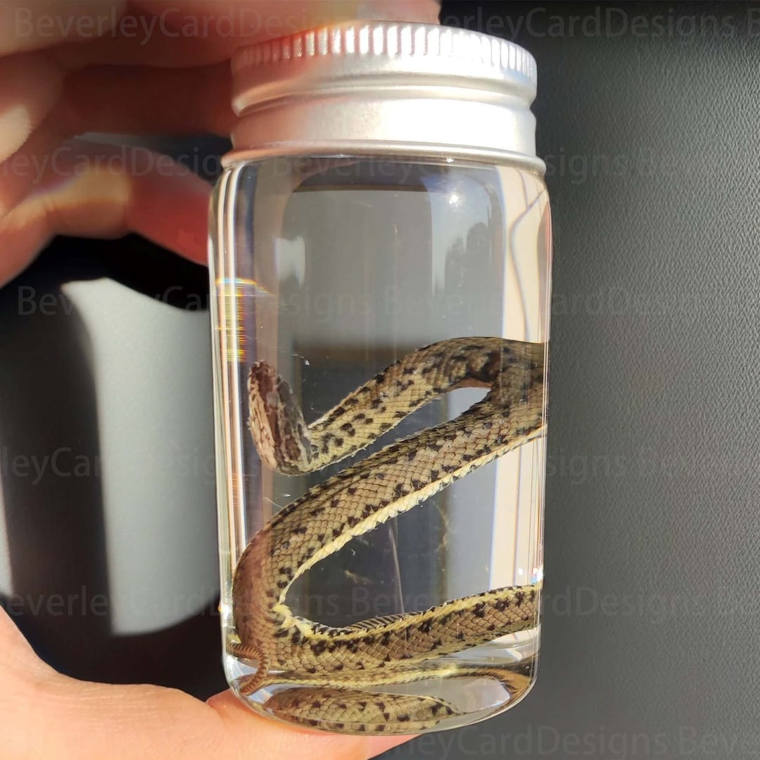 Snake Wet Specimen,real Animal Specimen,clean and Complete,specimen ...