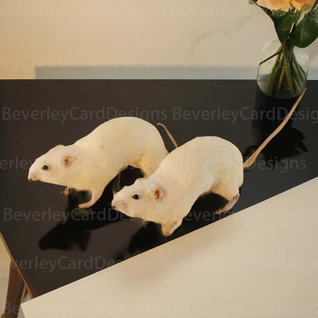 1pcs Mouse Taxidermy Mouse, Unique, Cute, Novelty, Oddities, Curiosity ...