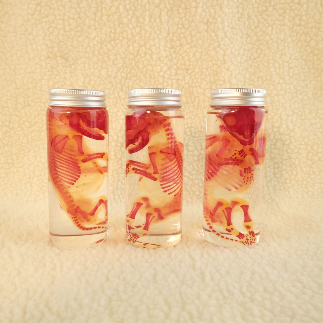 Baby Fox Diaphonized Specimen, Cute Fox glass Jar, Taxidermy Fox ...