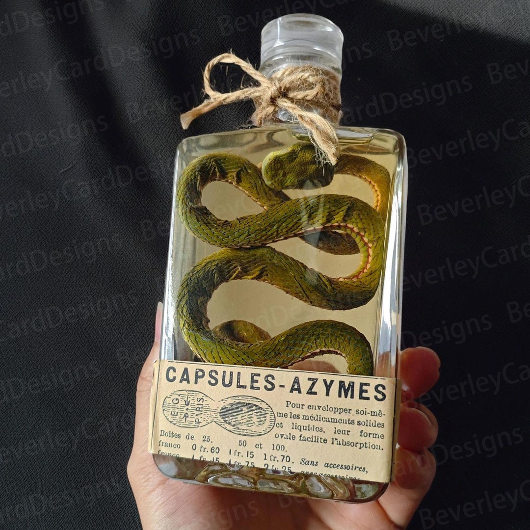 Real Snake Specimen Decoration, Preserved Green Tree Snake in Original ...