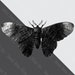 Moths Cut-out Clip Art VOL 2, 30 PNG ( 300 DPI )files to Use, Junk ...