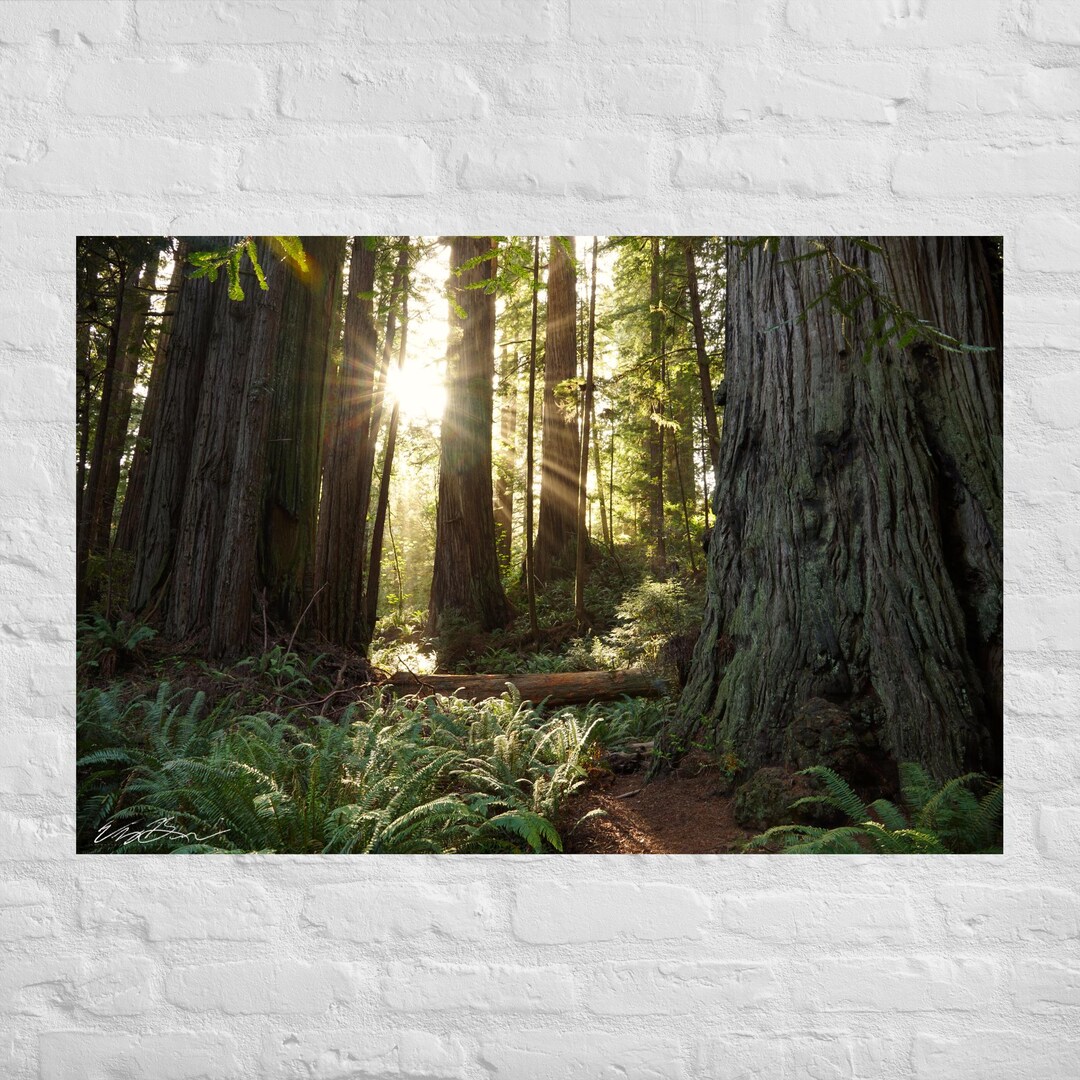 Sunset in Redwood Trees Photography: Poster and Canvas Print - Etsy