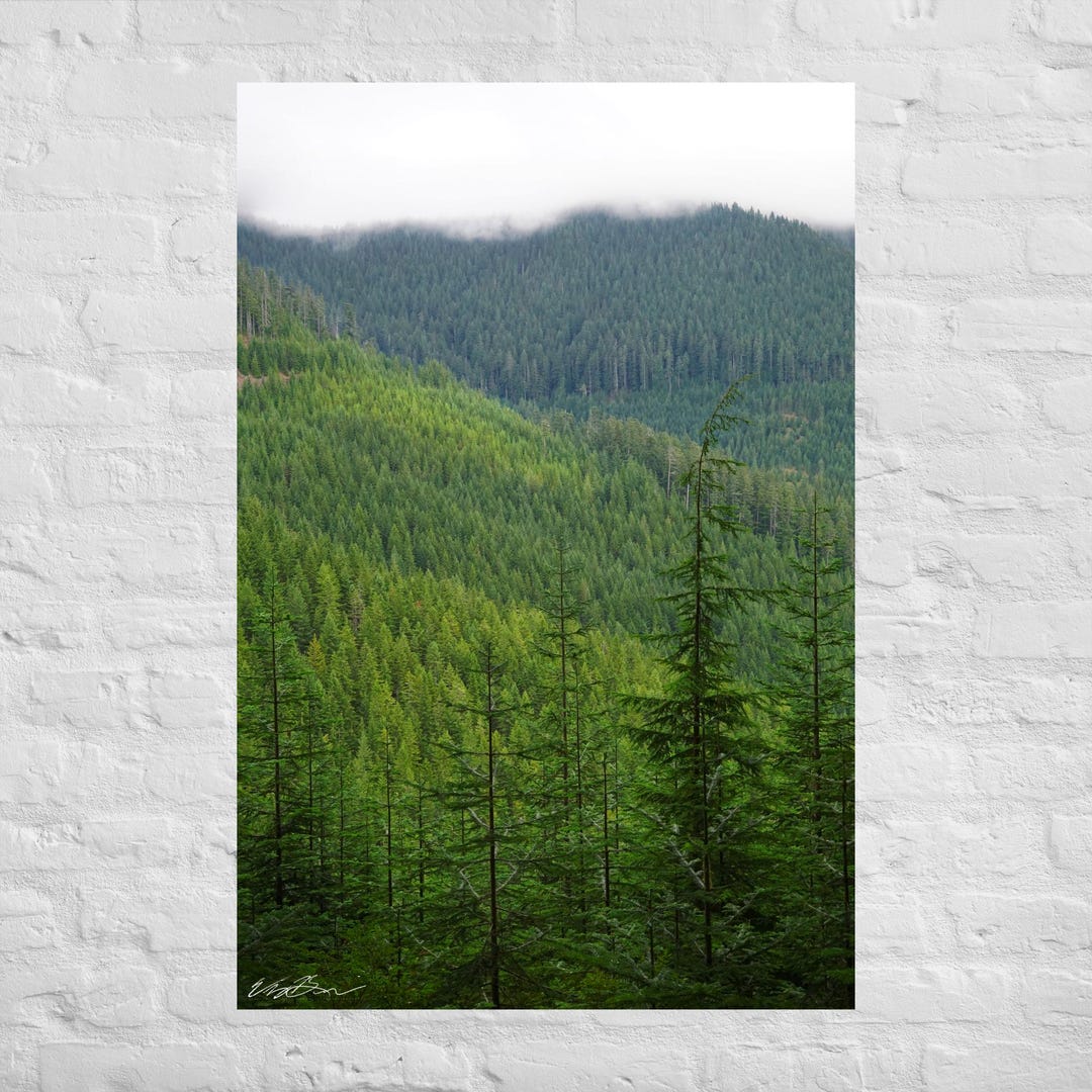 Forest Photography Print, Forest Photo Wall Art, Forest Decor Bedroom ...