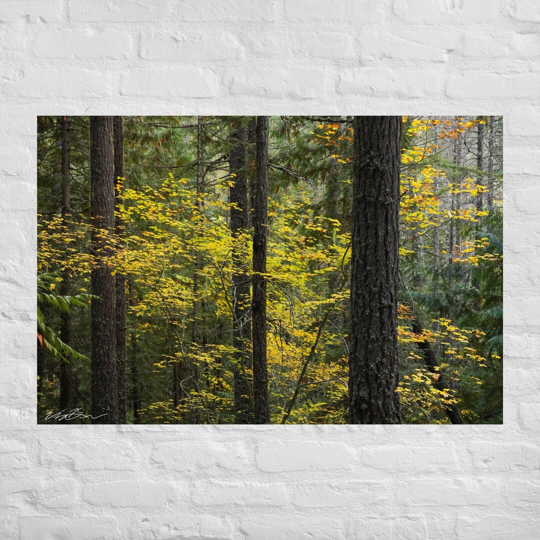 Yellow Fall Colors Surround Tree Trunks Photography: Poster and Canvas ...