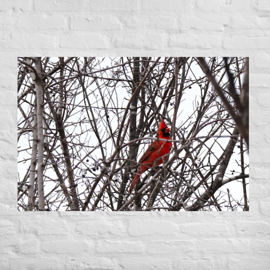 Cardinal Photography, Bird Canvas Prints, Cardinal on Branch - Etsy