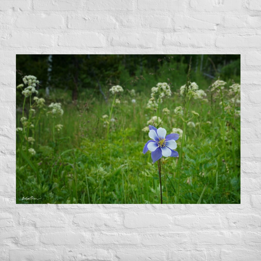 Blue Columbine Flower in Field Photography: Poster and Canvas Print - Etsy