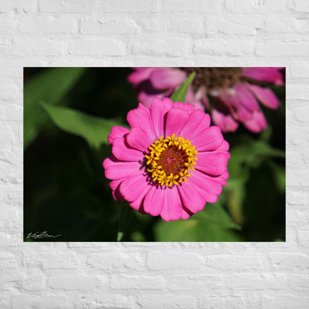 Pink Zinnia Flower Photography: Poster and Canvas Print - Etsy