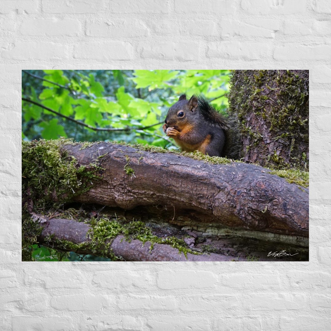 Douglas Squirrel Photography: Poster and Canvas Print - Etsy